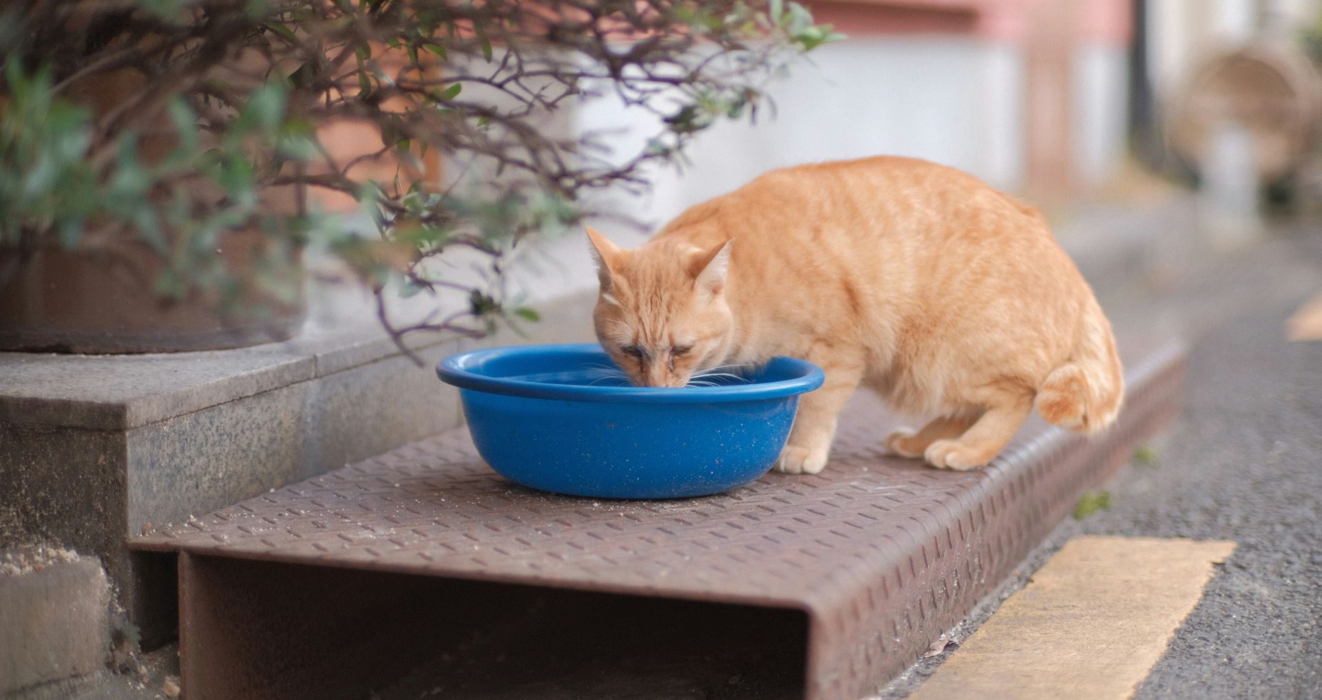 Hoeveel en hoe vaak moet een kat eten? - Huisdierrijk
